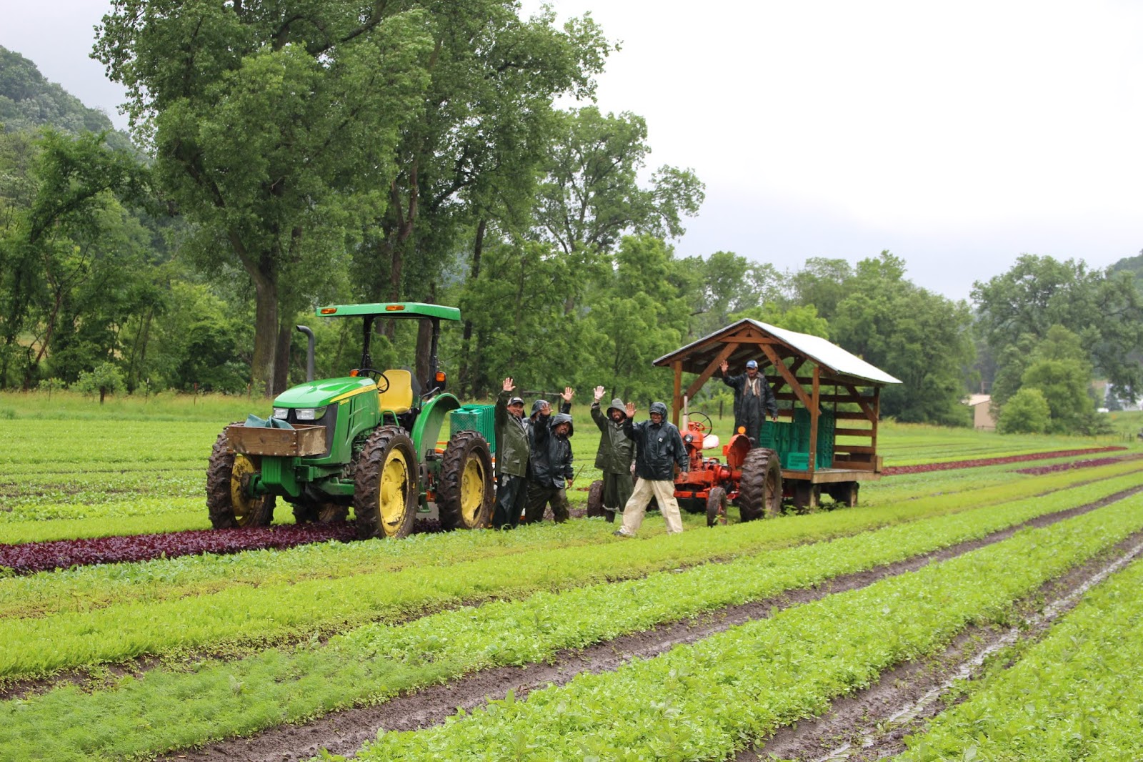 Foundational Co-op Farmers - Wedge Community Co-ops