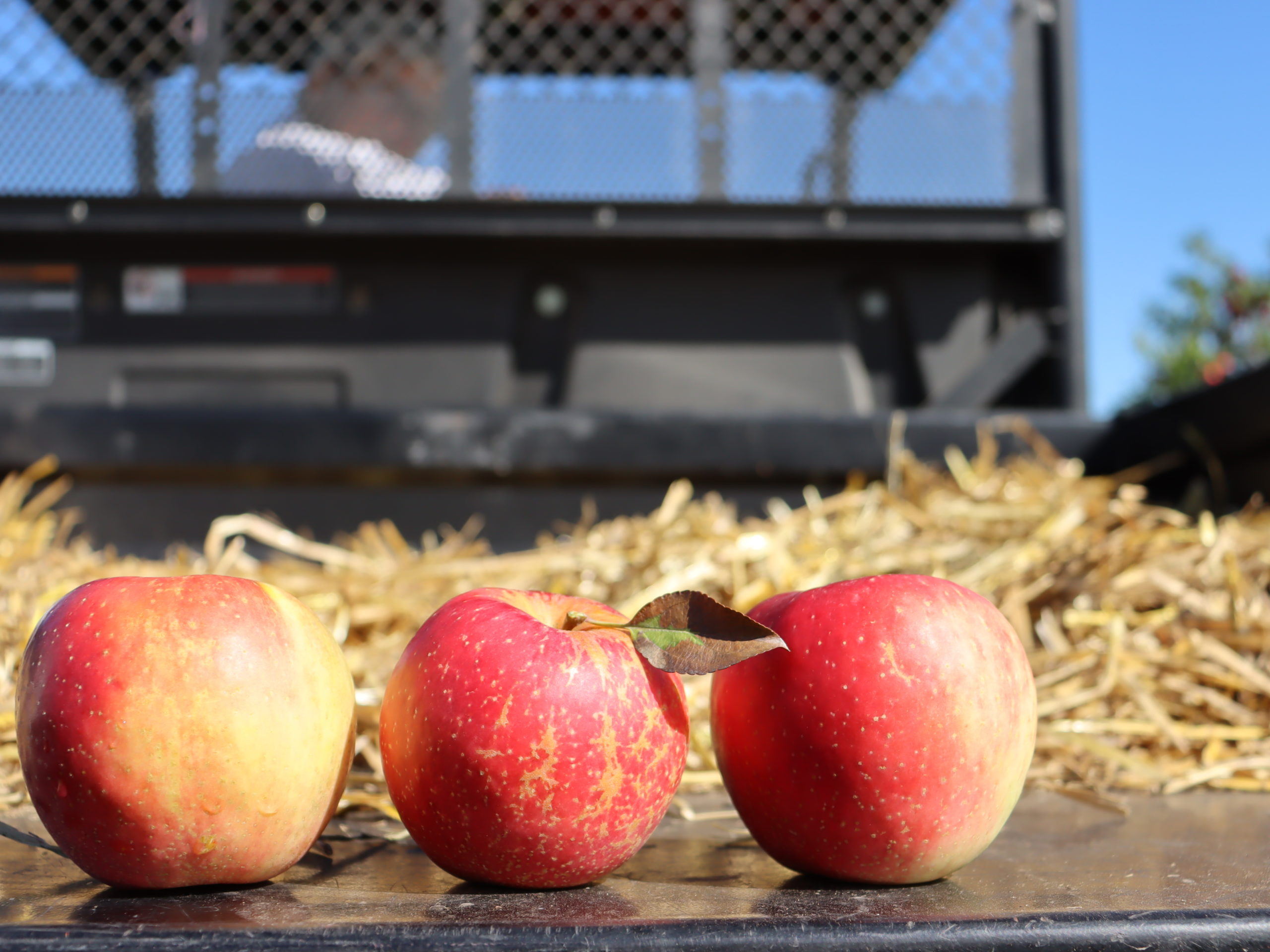 A Farm Visit to Whistling Well - Wedge Community Co-ops